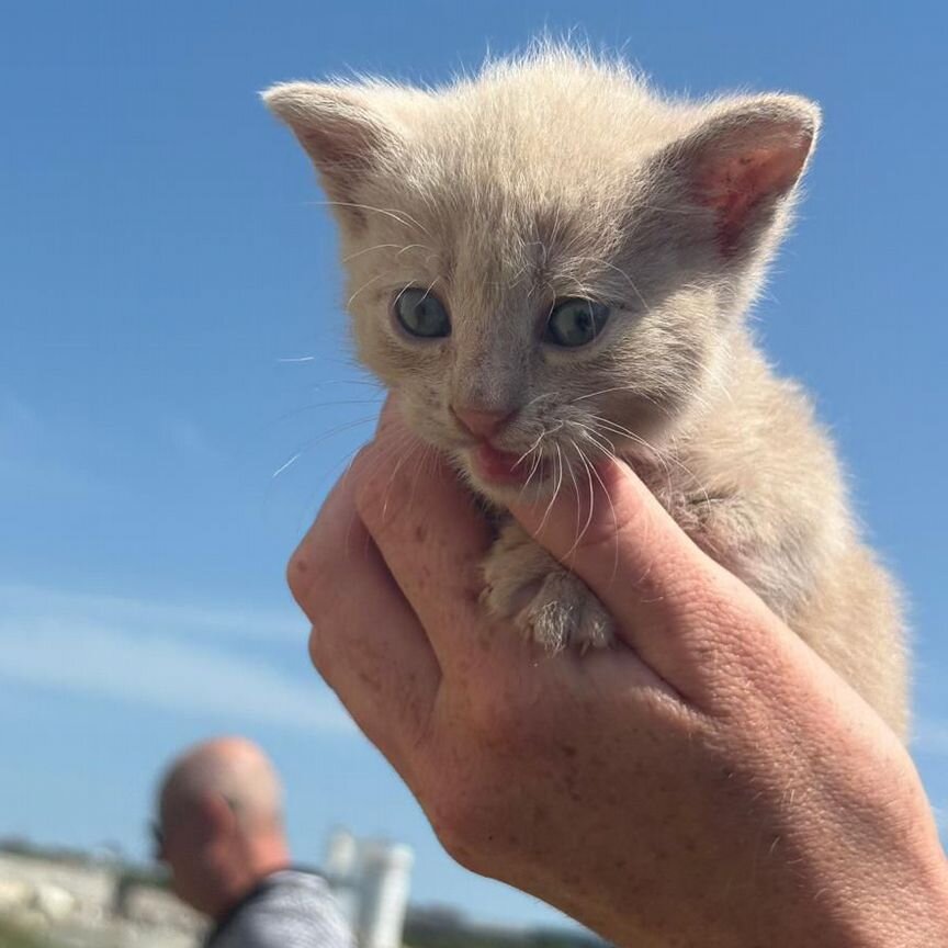 Котенок бесплатно