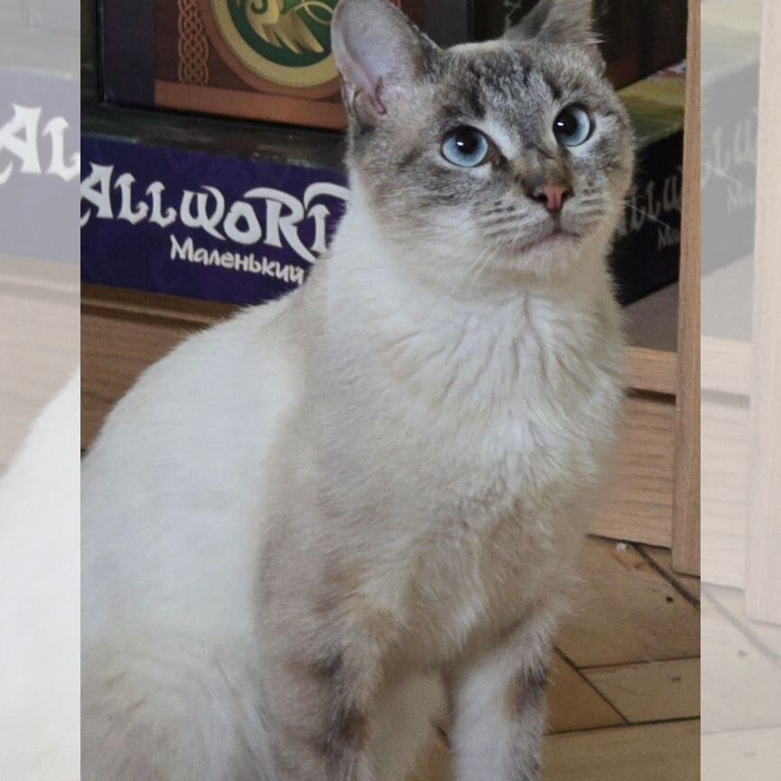 Взрослый кот в добрые руки