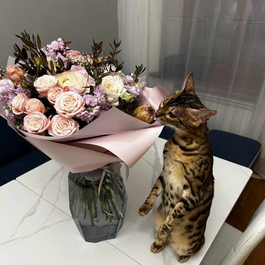 Бенгальская кошка в добрые руки