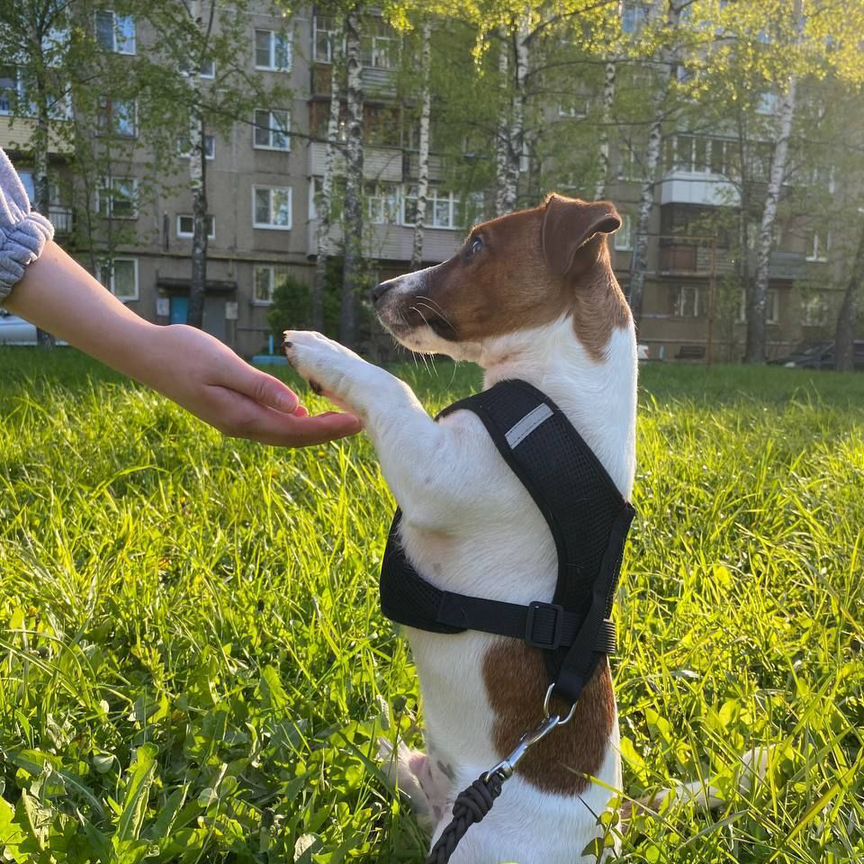 Джек рассел