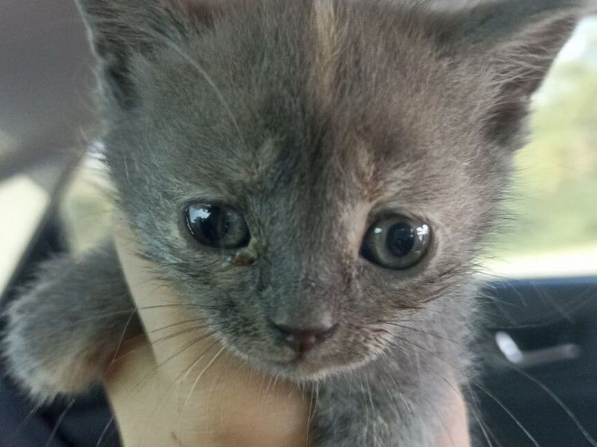 Шатланские котята