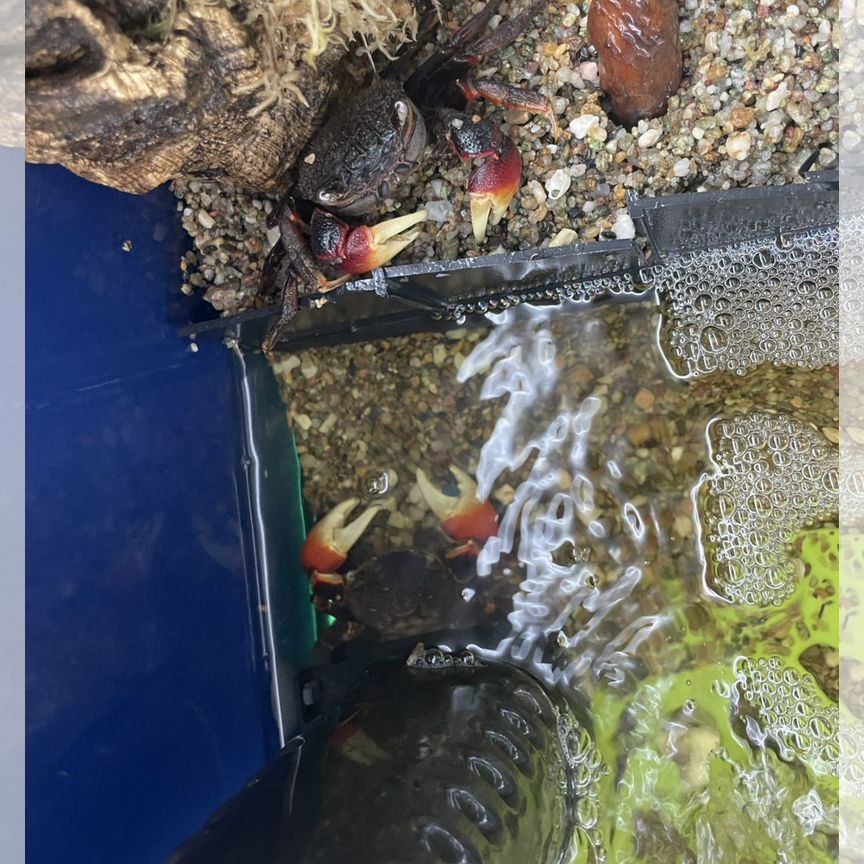 Акватеррариум 120л