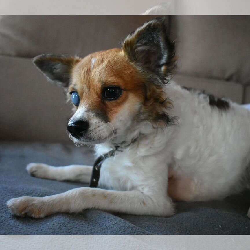 Кудряш Бонни