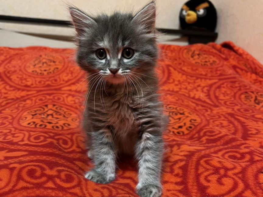 Кошка, кот