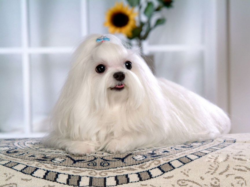 Щенки мальтийкой болонки