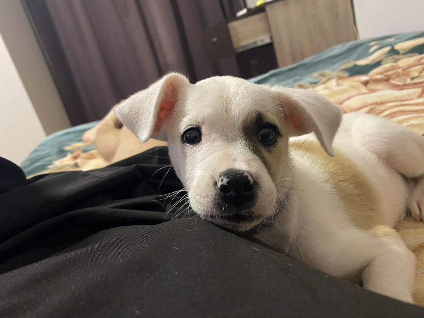 Щенок стаффорда (помесь)