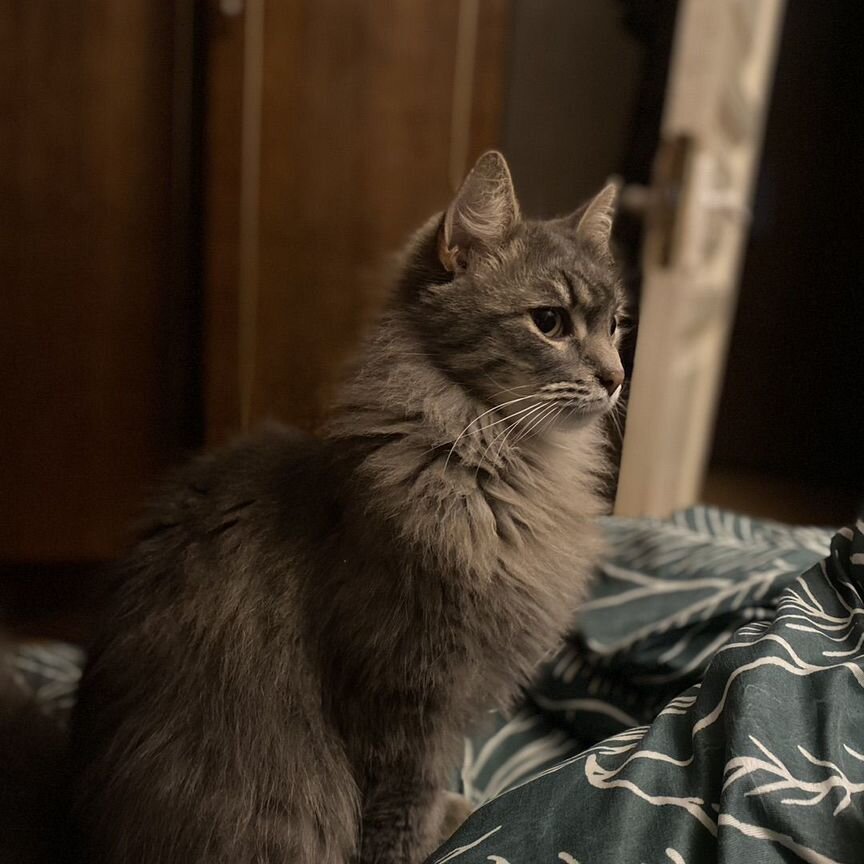 Отдам кота в добрые руки