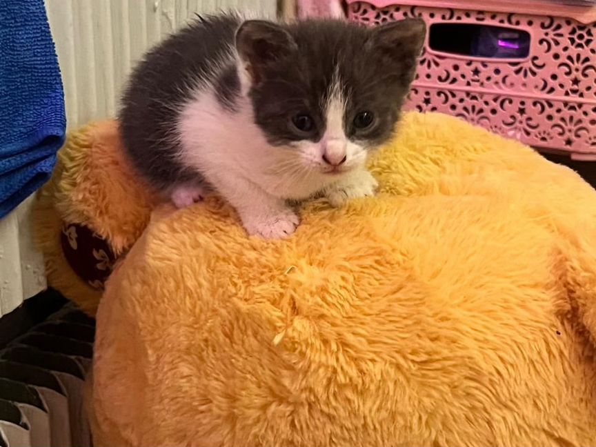 Кошки в добрые руки бесплатно