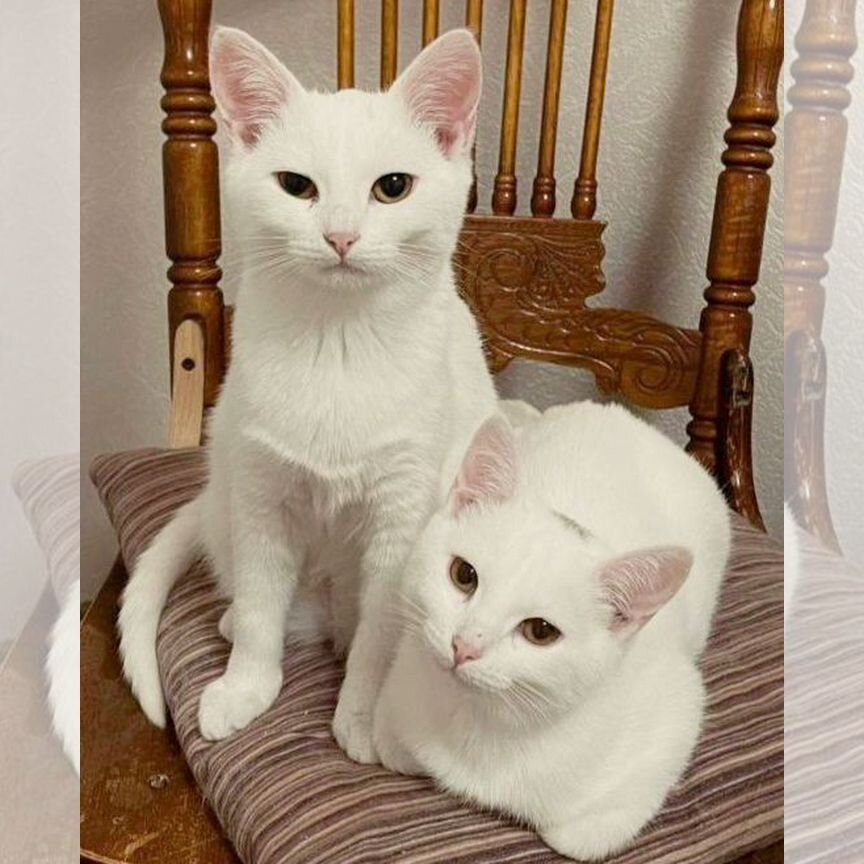 Европейский короткошёрстный котёнок