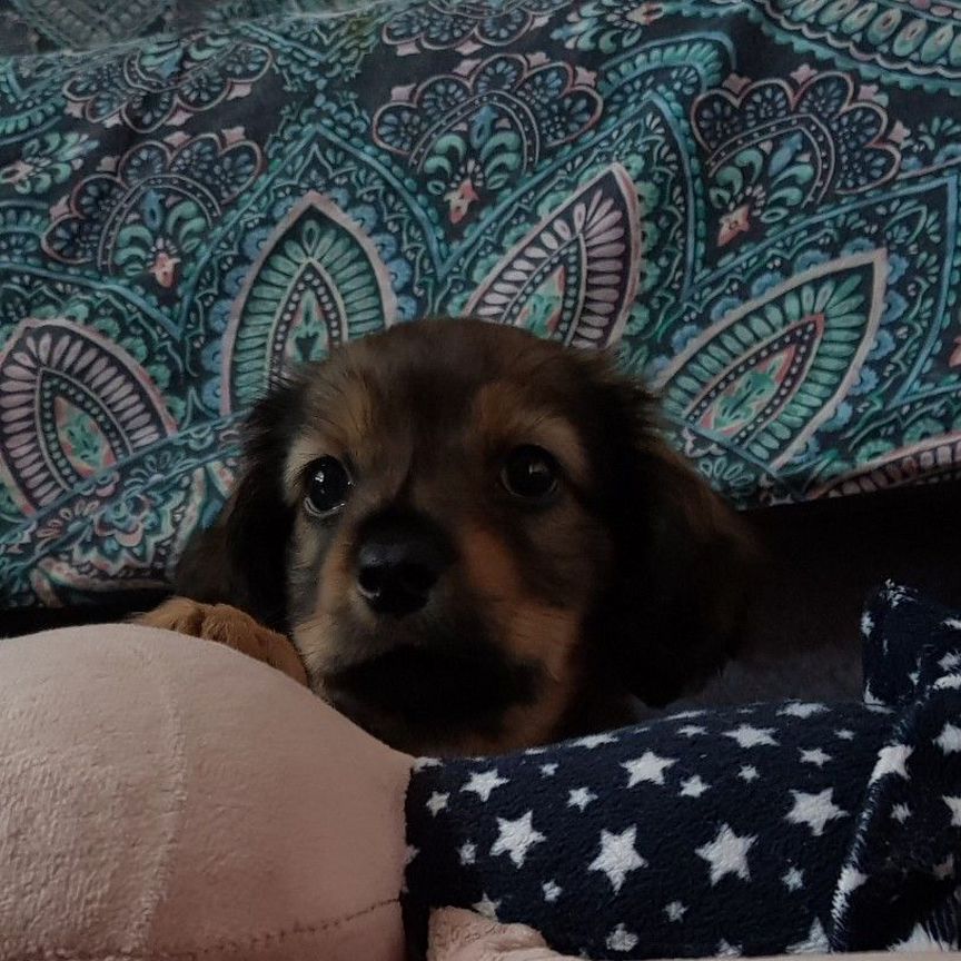 Щенок спаниеля в добрые руки