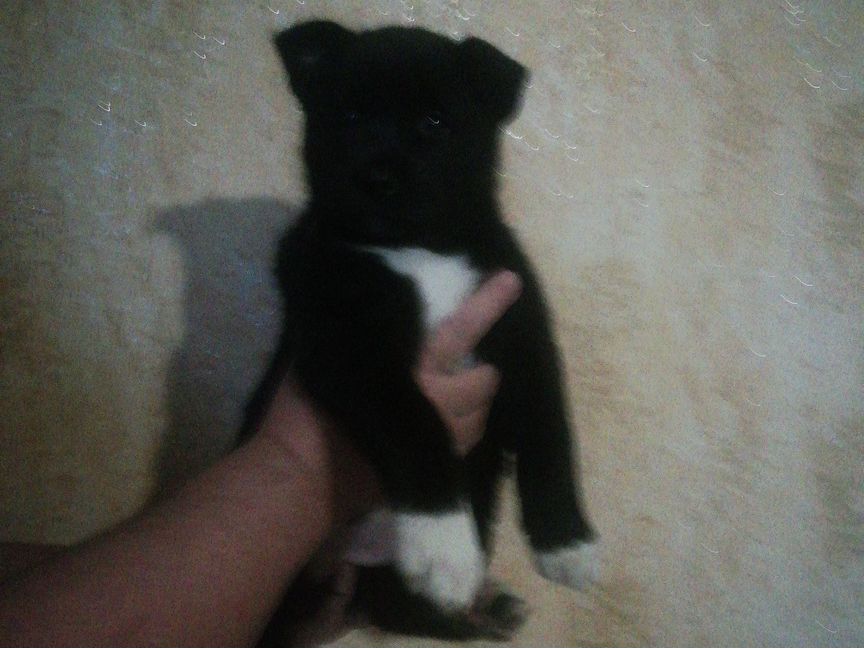 Митиз авчарка с хаски