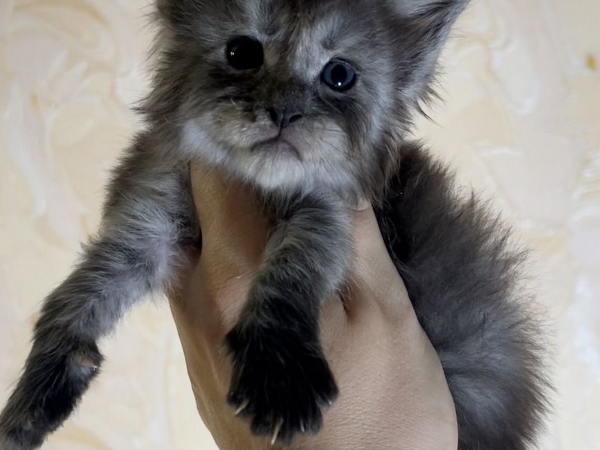 Дымные мейн-кун крупные котята