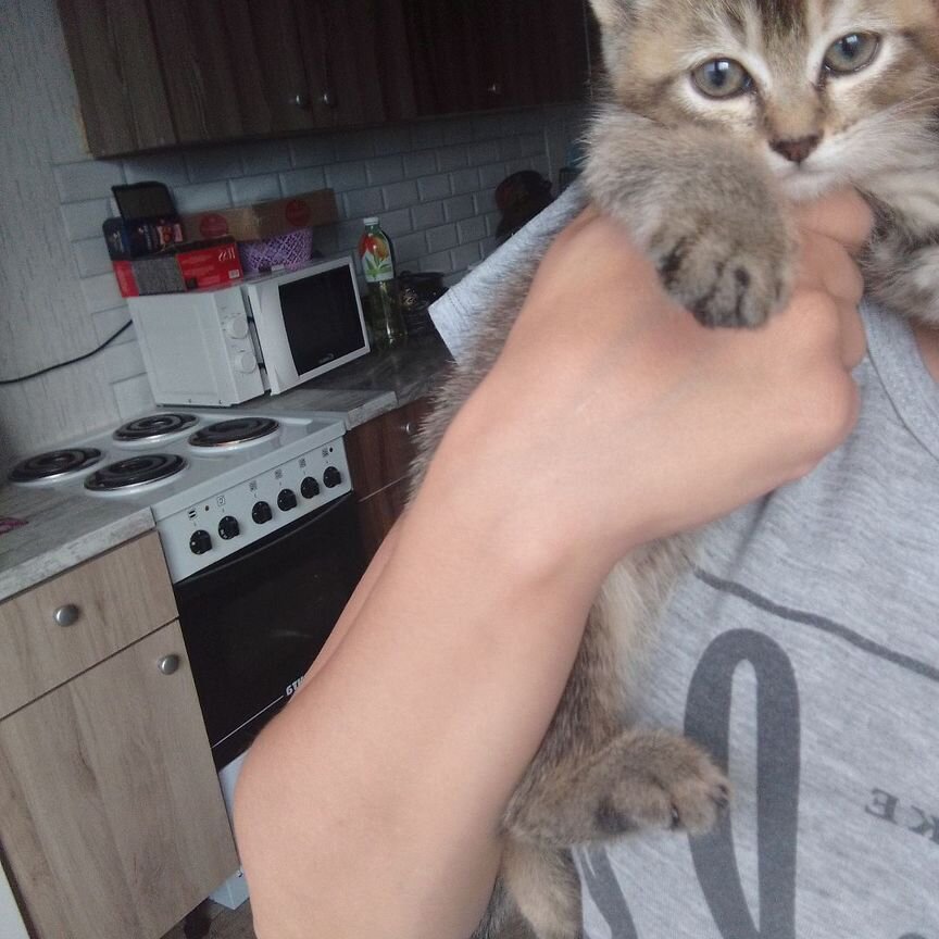 Продам кошечек