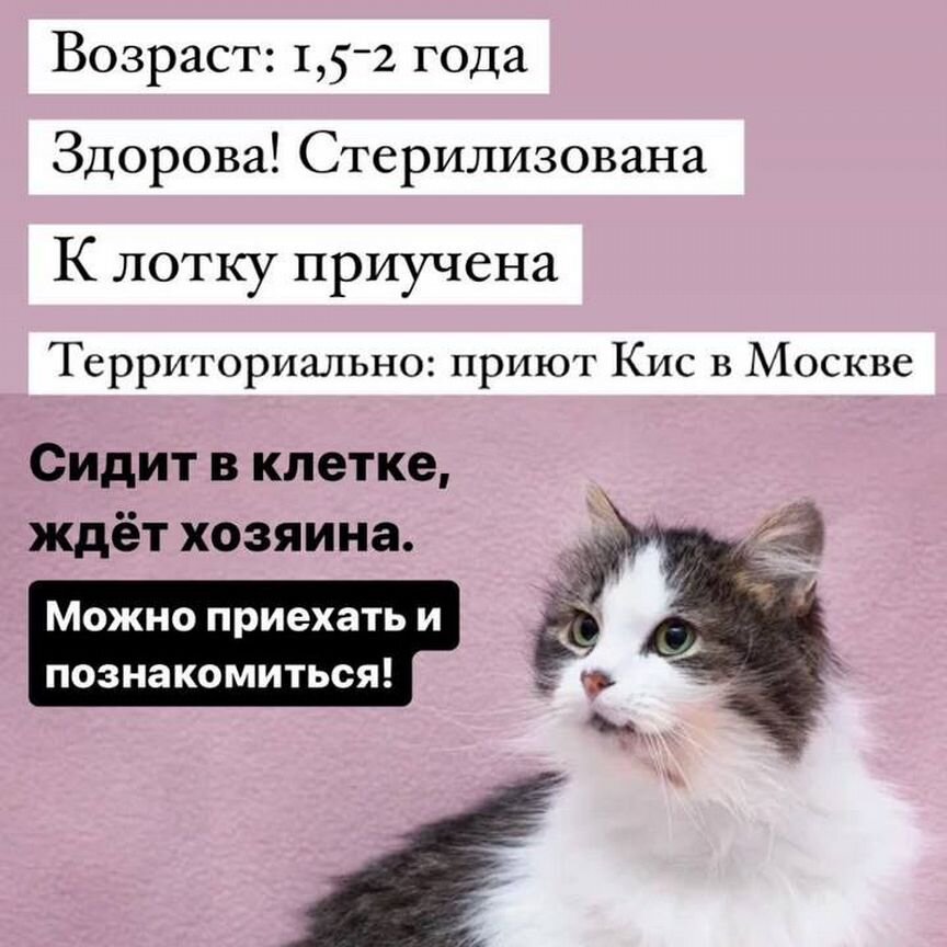 Кошечка Пусяка