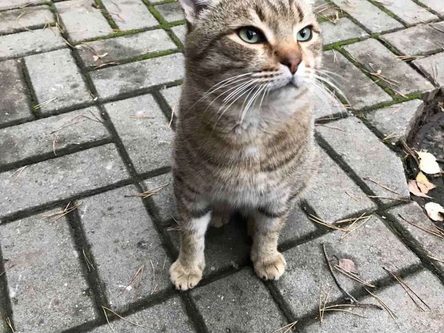 Кот в добрые руки