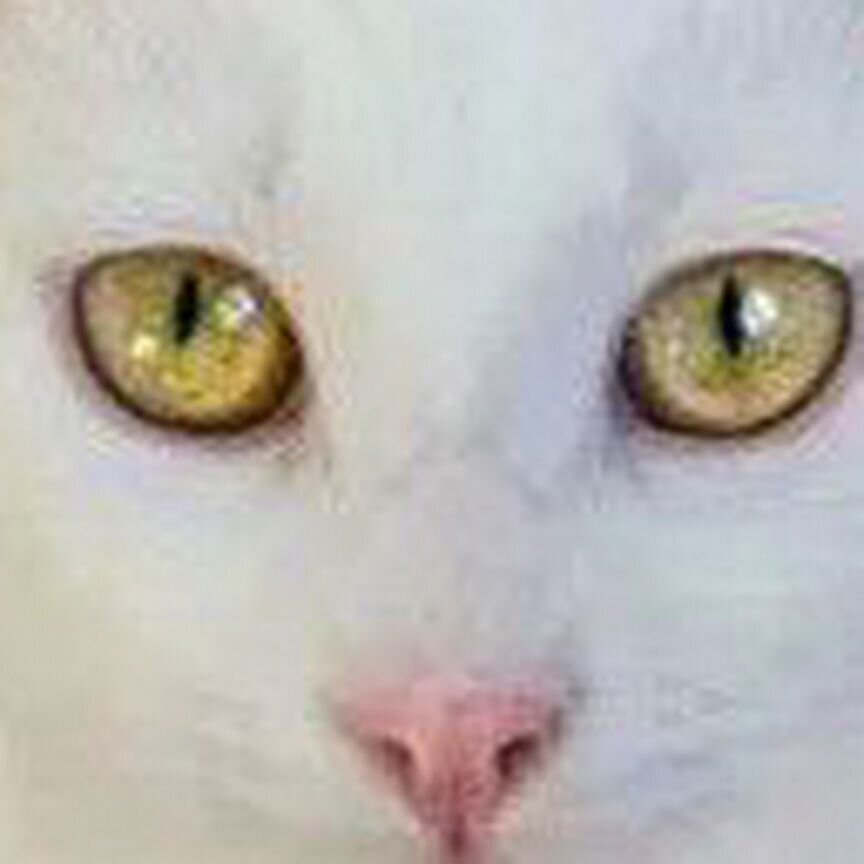 Котята турецкой ангоры бесплатно