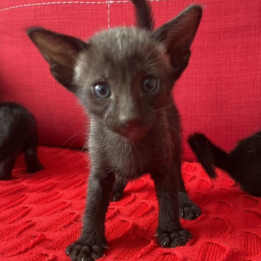 Ориентальный котёнок