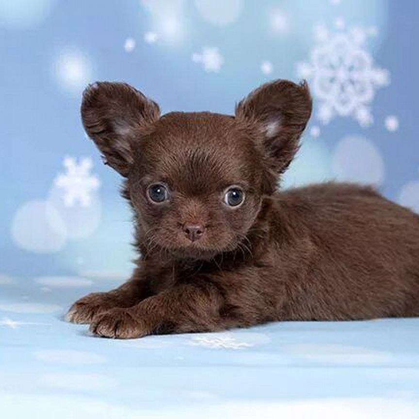 Миничишки шоколад, лиловый д/ш РКФ