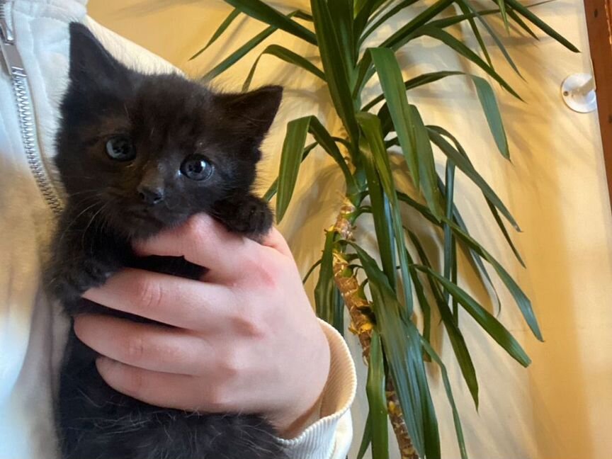 Кошка