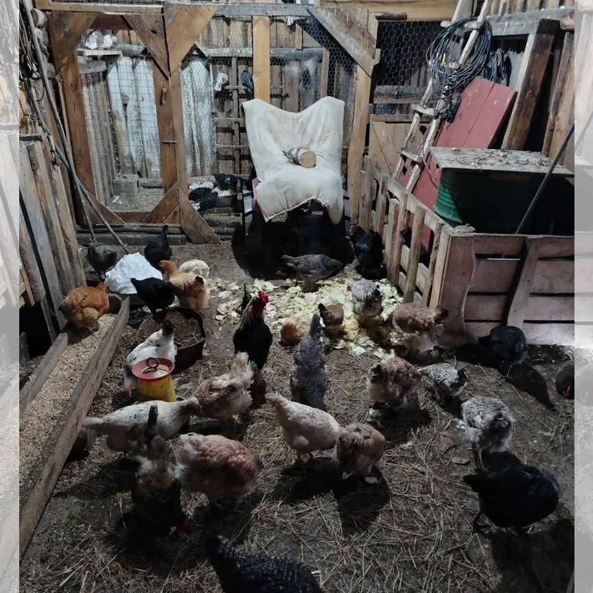 Продам домашние куры