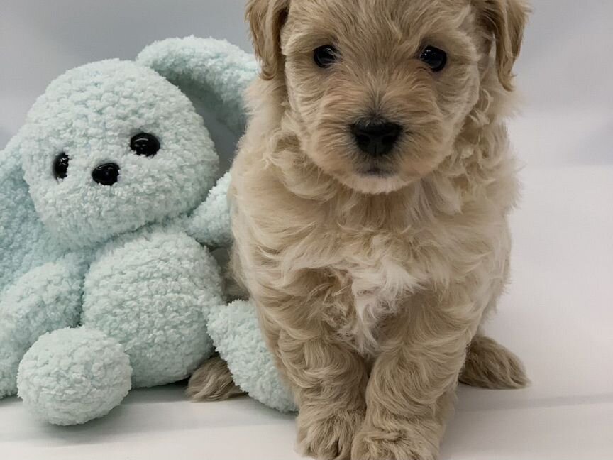 Щенки мальтипу f1