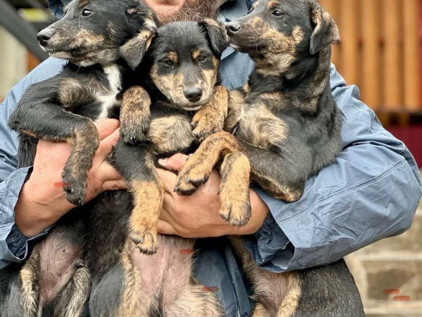 Маленькие собачки ищут семью