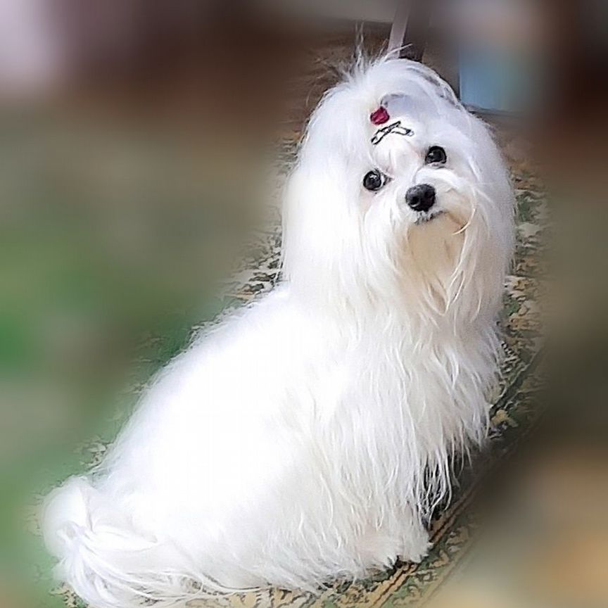 Мальтийская болонка, девочка, 3 года