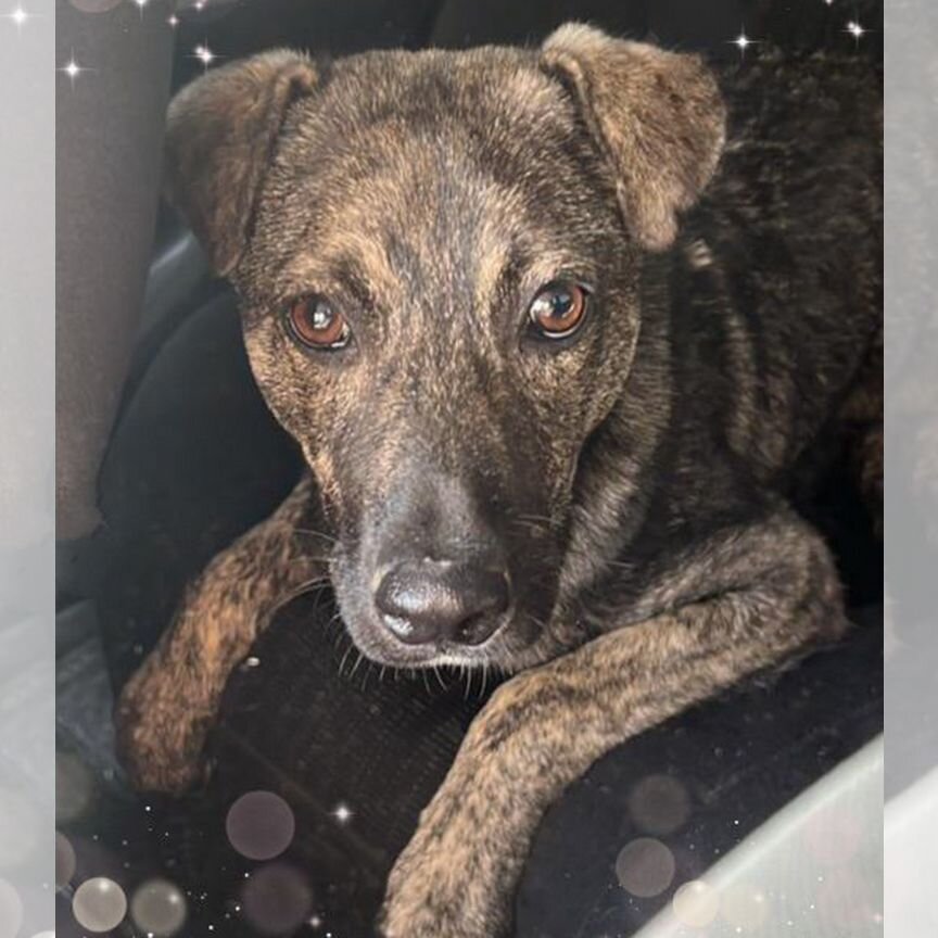 Собака, но ещё щенок в добрые руки