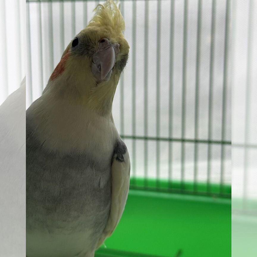 Попугай корелла