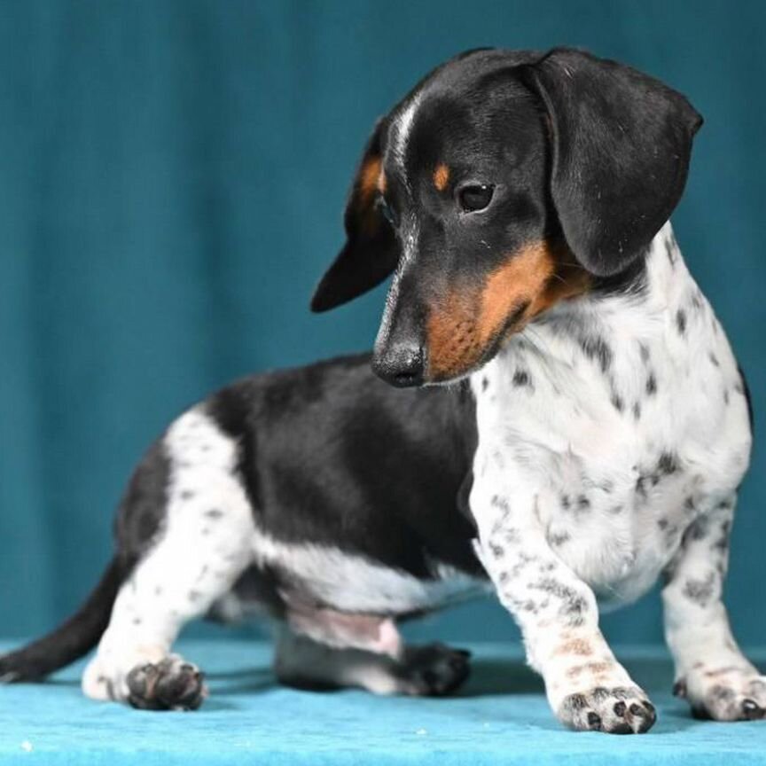 Карликовая такса, щенок