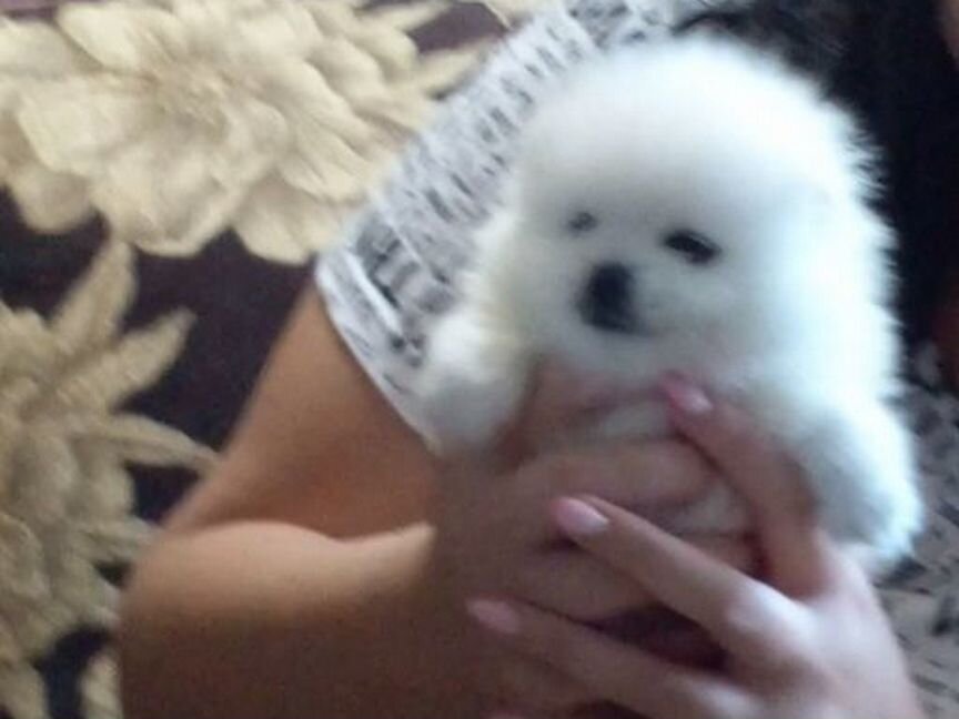 Мини собачки