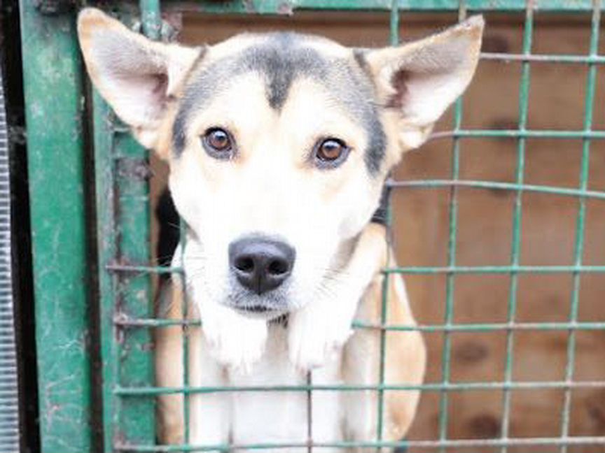 Патрик ищет своих пап и мам