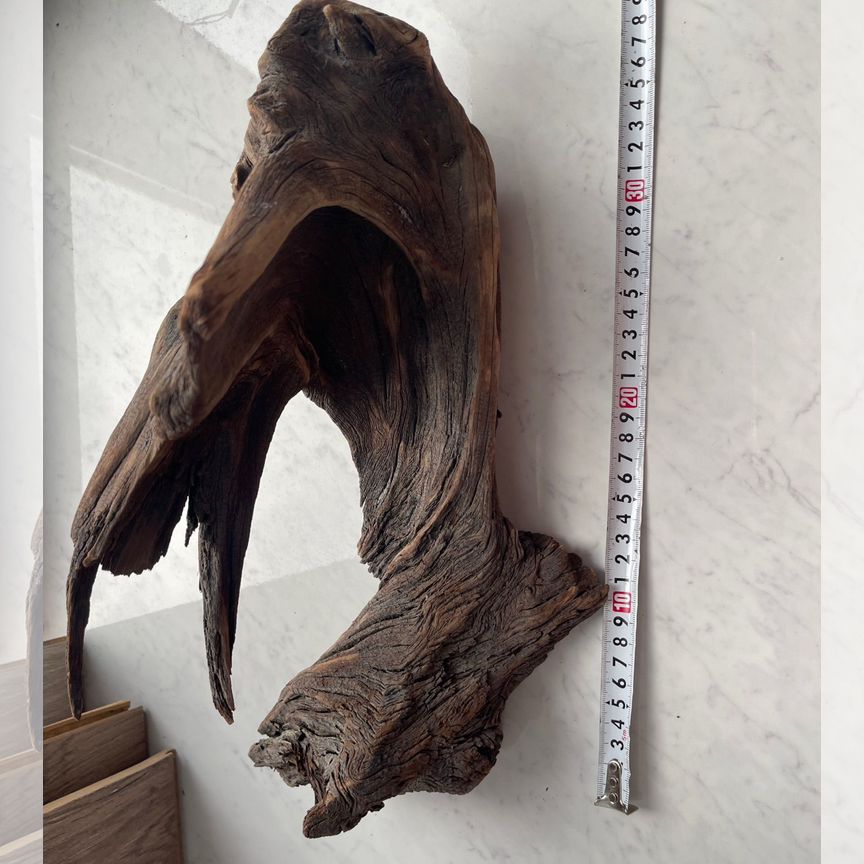 Коряга мангровая большая