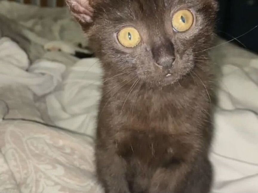 Котенок Бумер