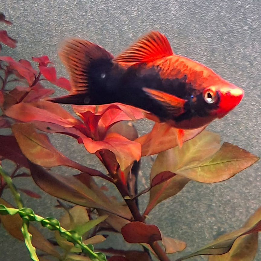 Аквариумные рыбки