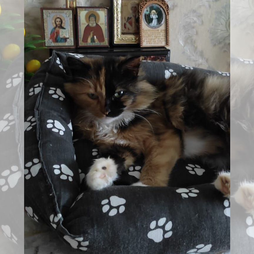 Взрослая кошка в добрые руки