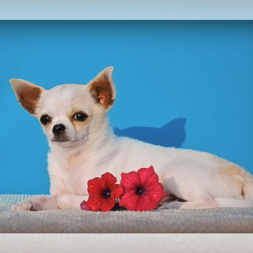 Чихуахуа, щенок