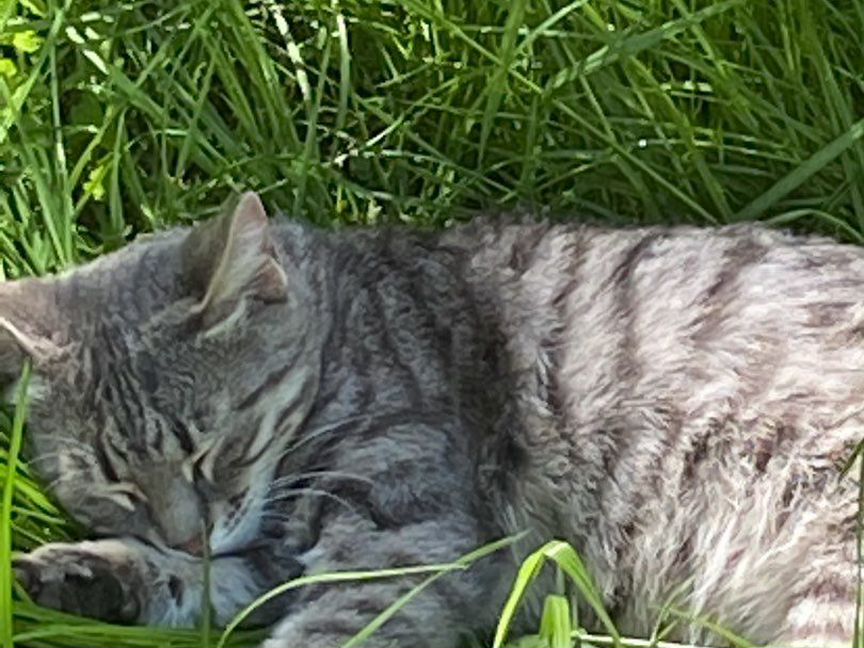 Котики бесплатно в добрые руки