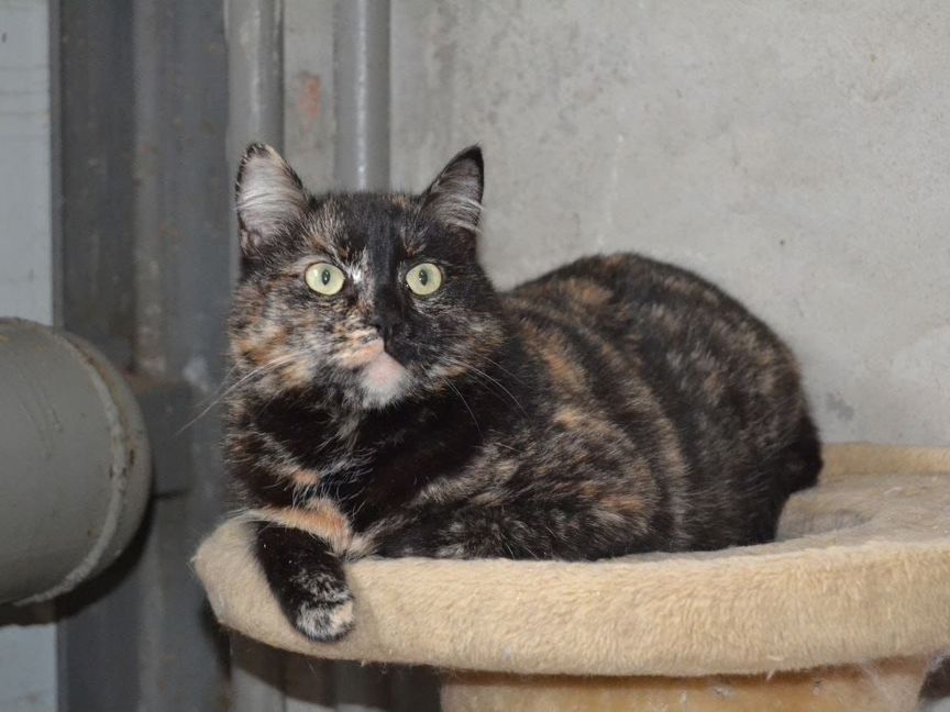 Кошка Черри в поисках дома