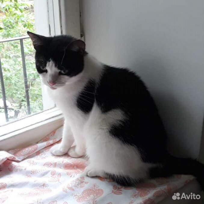 Кошка Ариша в хорошие руки