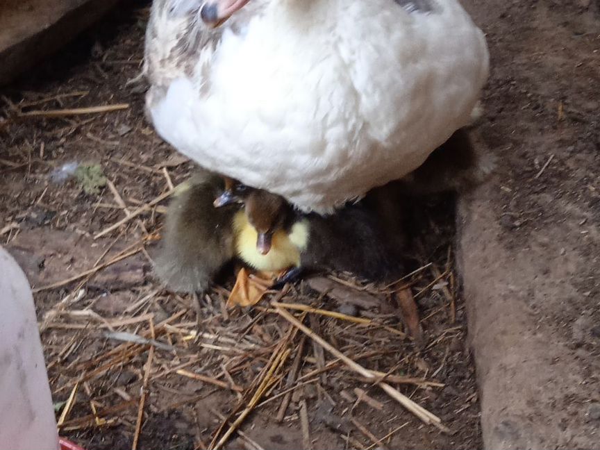 Утки- индо, продаются утята можно с мамой