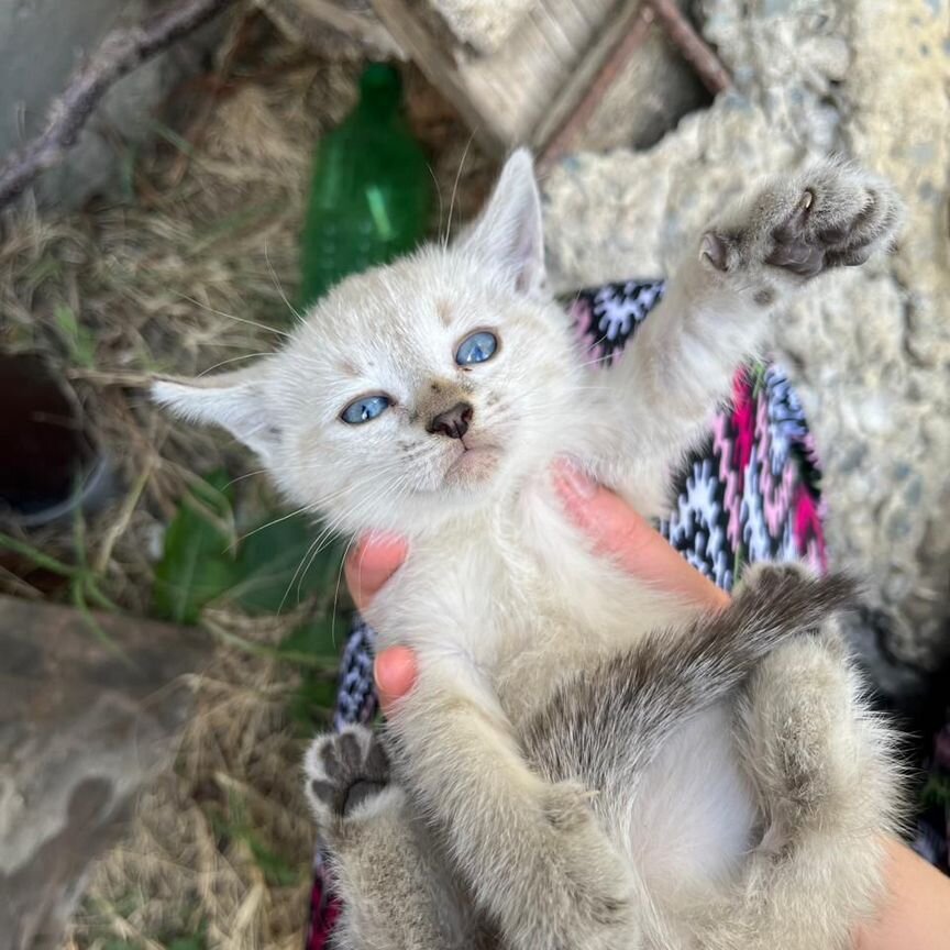 Тайский котенок с голубыми глазами