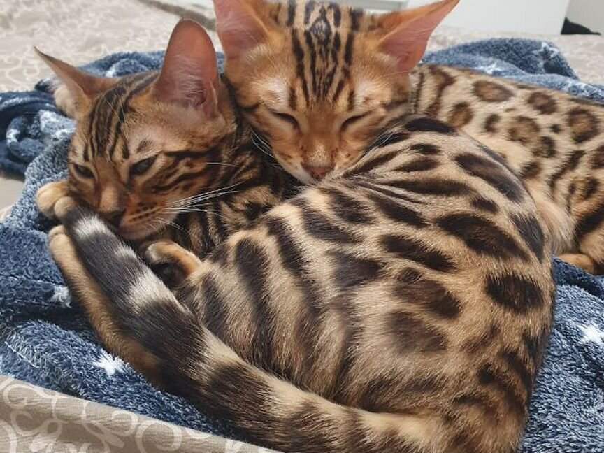 Бенгальская