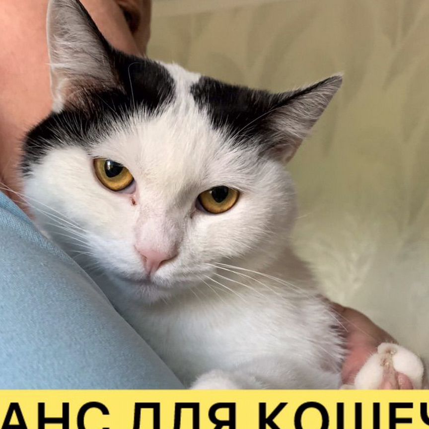 Взрослая, кошка в добрые руки