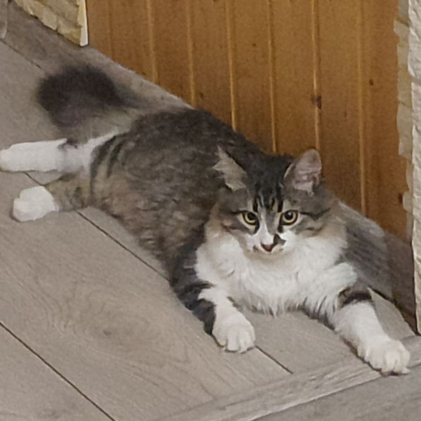 Отдам котенка в добрые руки