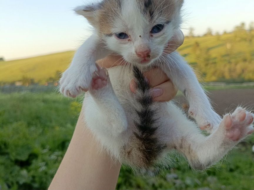 Отдам бесплатно, котята все мальчики