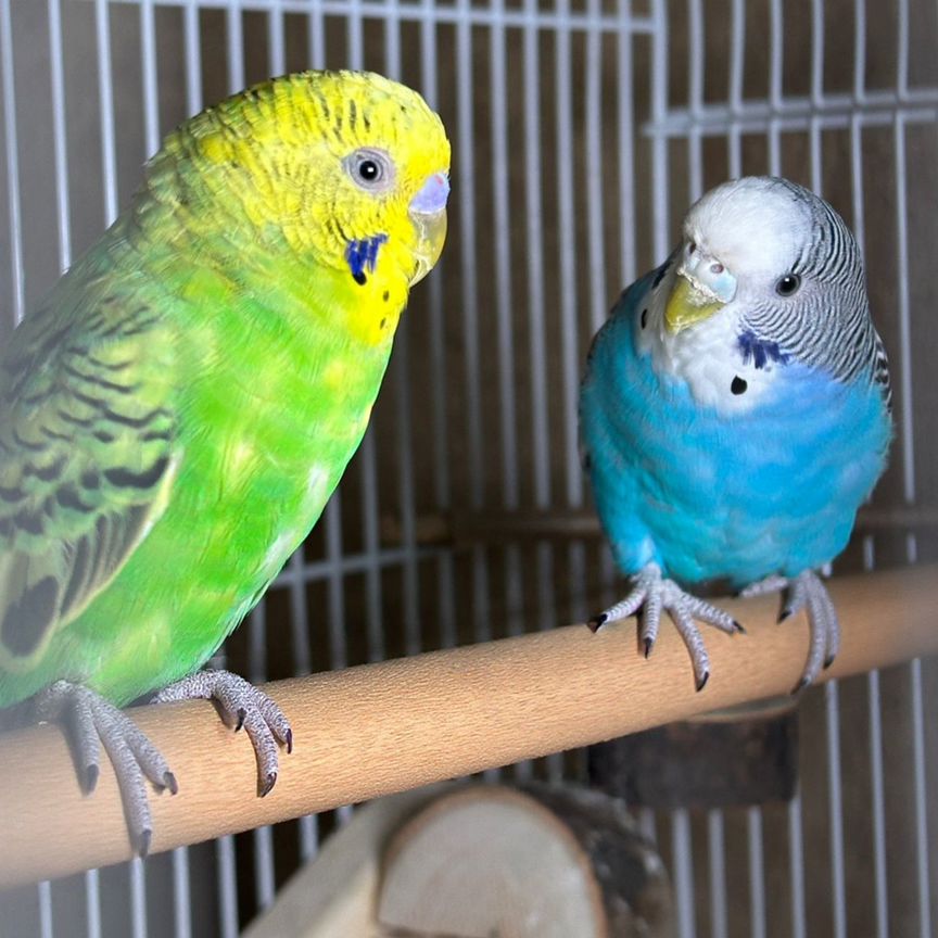 Отдам двух волнистых попугаев