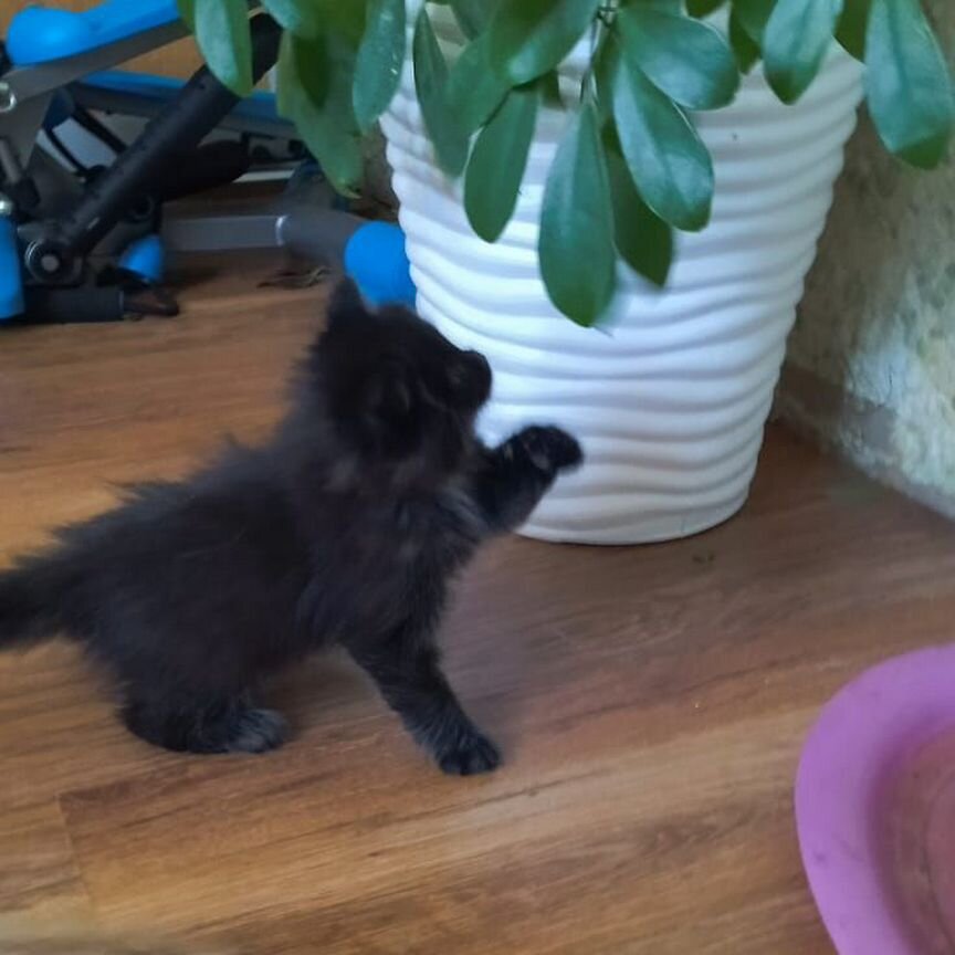 Черный котик в добрые руки