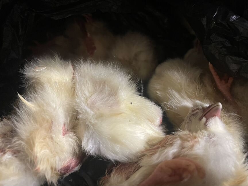 Цыплята суточные замороженные