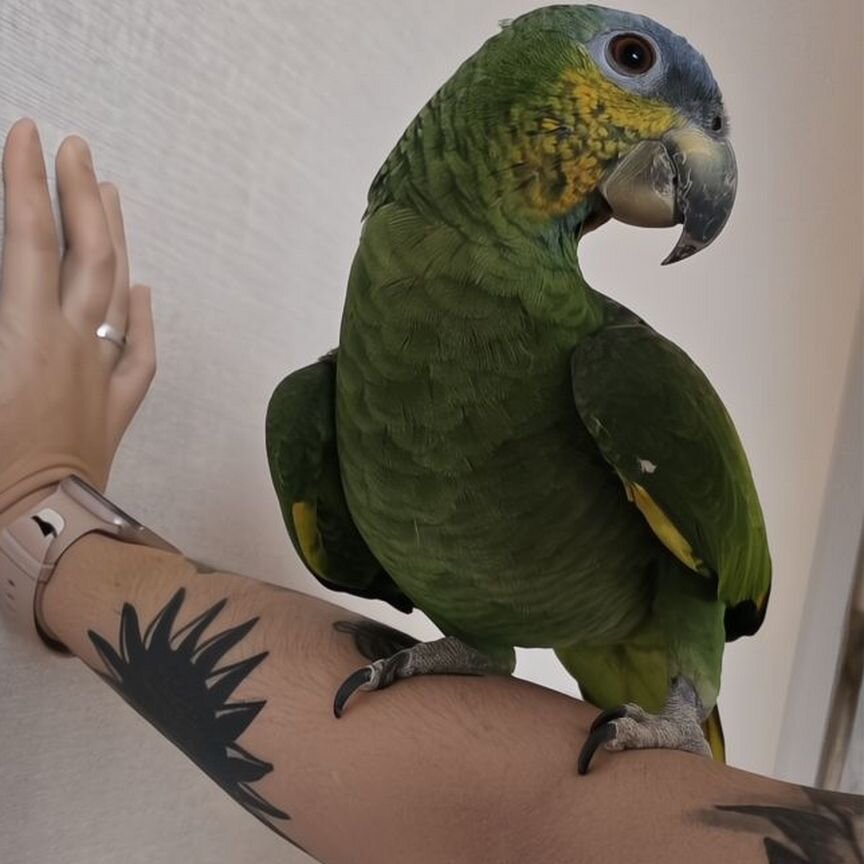 Говорящий попугай